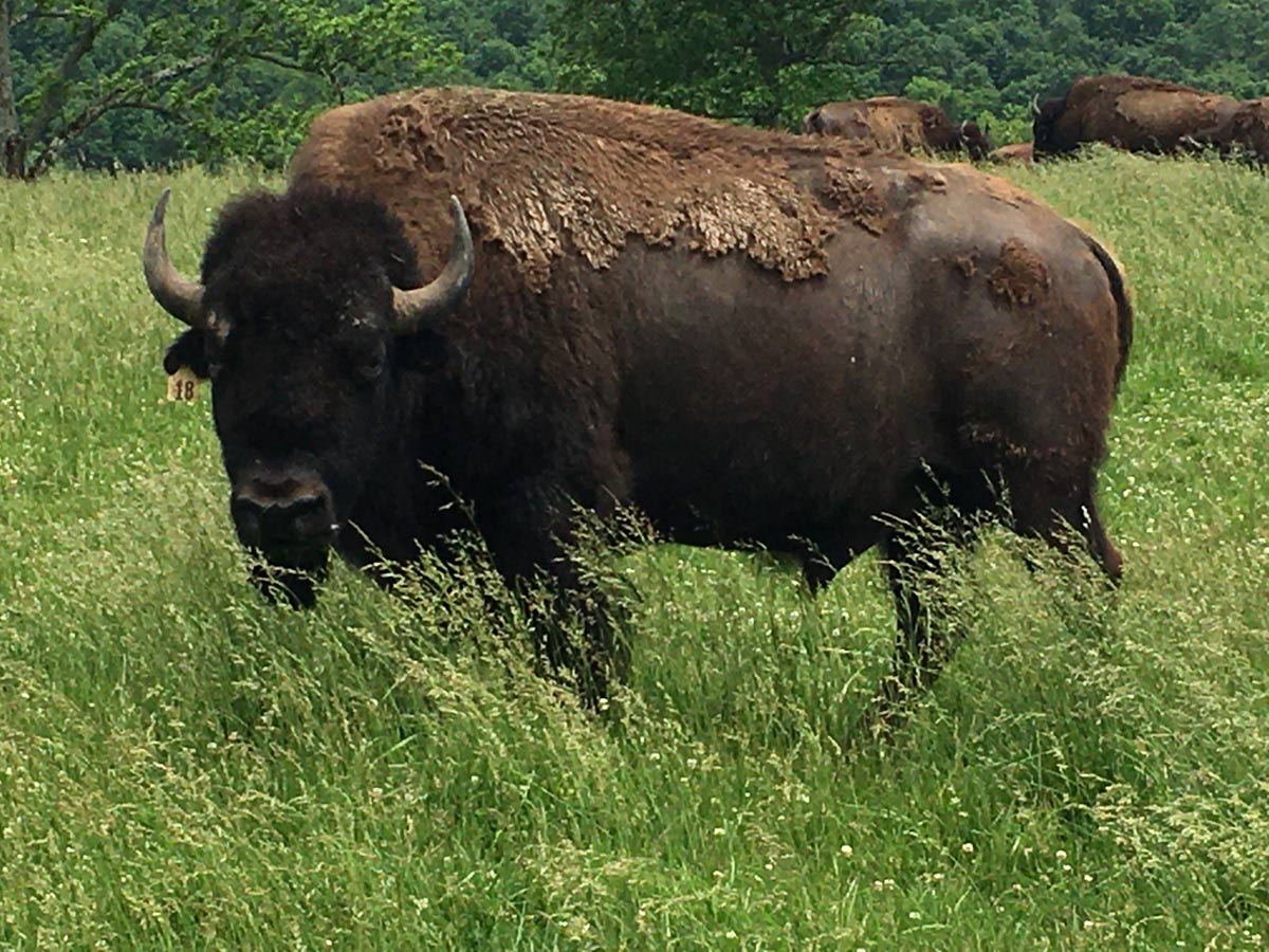 Bison for Sale