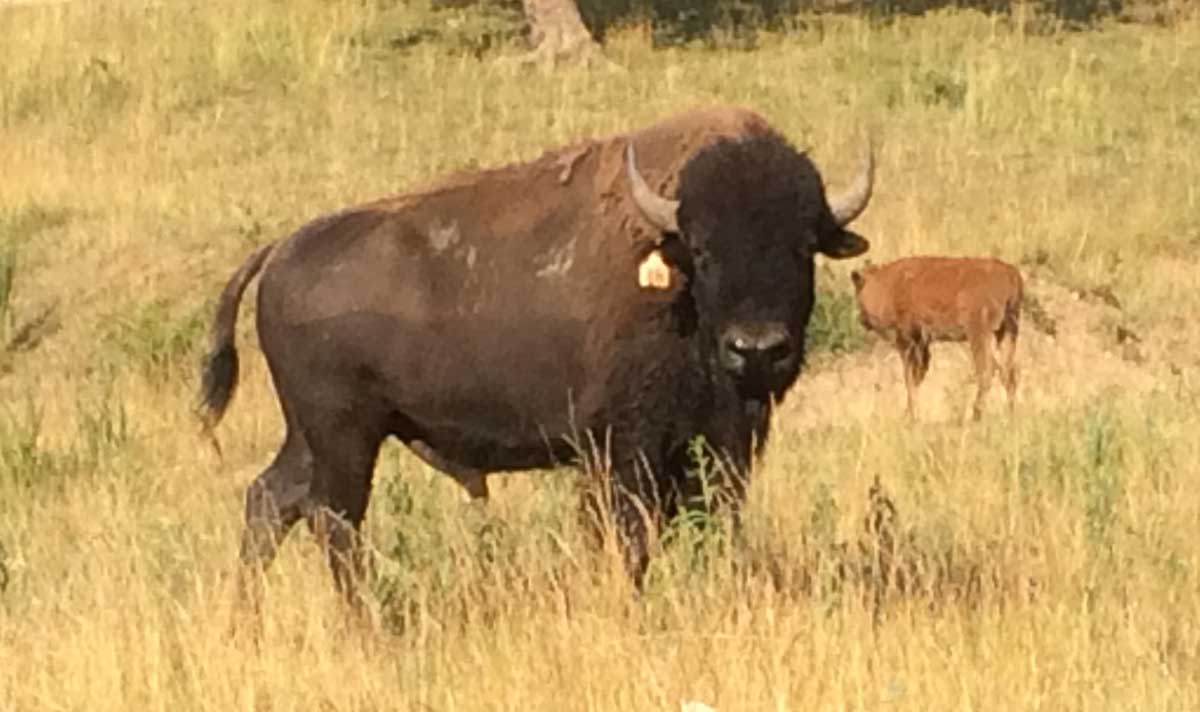 Bison Photo Gallery